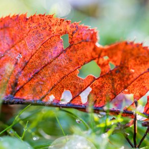 haus | DPReview Forums