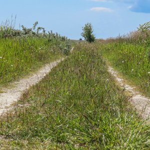 grass (1 of 1) | DPReview Forums