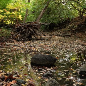 A Iridient Edit 3- | DPReview Forums