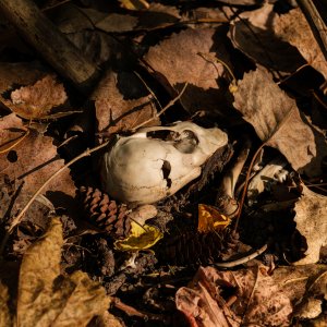 fujifilm-xf-16-55mm-f28-r-lm-wr | DPReview Forums