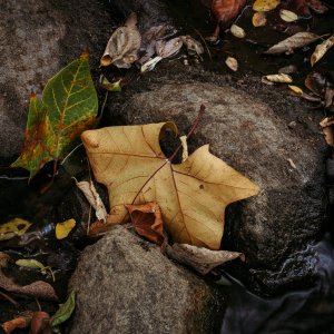 fujifilm-xf-16-55mm-f28-r-lm-wr | DPReview Forums