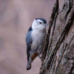 Fuji X-T4 - Tamron 100-400mm Di VC - Fringer- | DPReview Forums