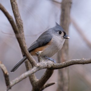 Fuji X-T4 - Tamron 100-400mm Di VC - Fringer- | DPReview Forums