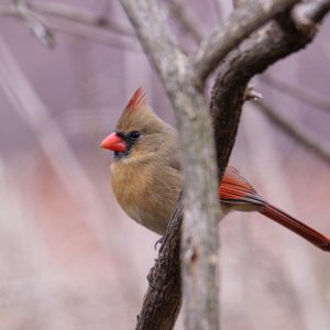 Fuji X-T4 - Tamron 100-400mm Di VC - Fringer- | DPReview Forums