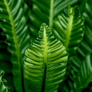 DPR-Favourite image- sttyle,Pattern, of green leaves. | DPReview Forums