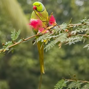 Migrant,rose -ringed parakeet,winter visitor,to Salt lake Park,K | DPReview Forums
