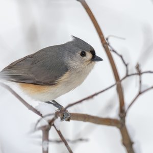 winged | DPReview Forums