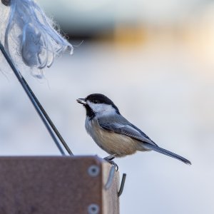 winged | DPReview Forums