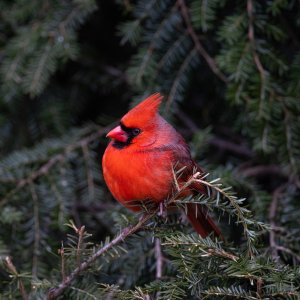 winged | DPReview Forums