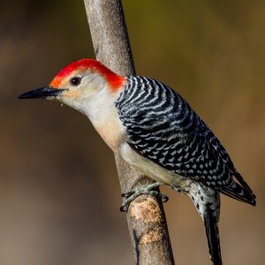Red-bellied Woodpecker | DPReview Forums
