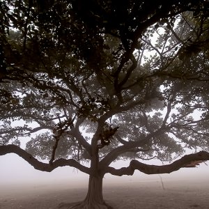 swelling | DPReview Forums