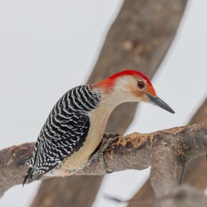 winged | DPReview Forums