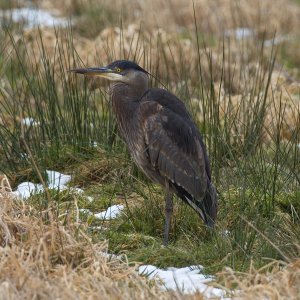 Great Blue Heron in the Grass | DPReview Forums