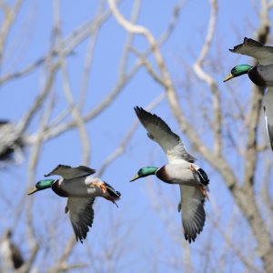 3 ducks | DPReview Forums