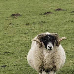 west-highland-way | DPReview Forums