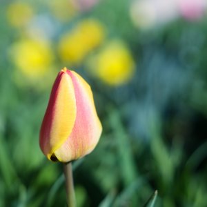 leica-thread-mount | DPReview Forums