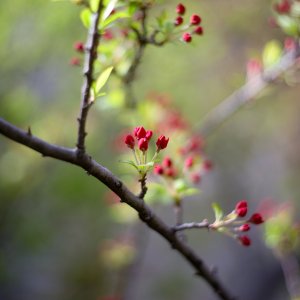 leica-thread-mount | DPReview Forums