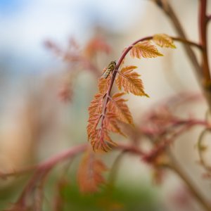 leica-thread-mount | DPReview Forums