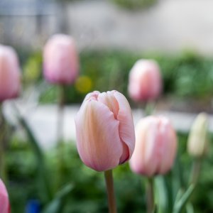 leica-thread-mount | DPReview Forums