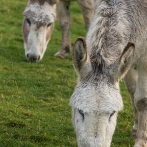 kavioelimet | DPReview Forums