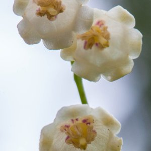 asparagus-family | DPReview Forums