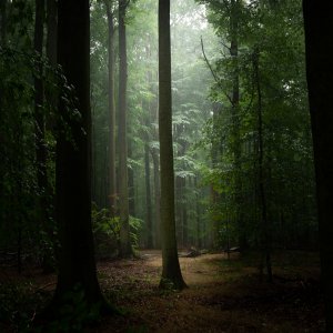 D4S_9550-1 | DPReview Forums