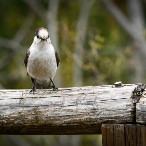 Canada Jay 5 | DPReview Forums