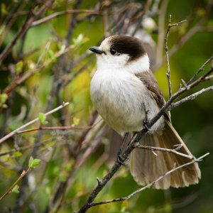 Canada Jay 5 | DPReview Forums