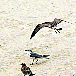 Gulls on the Beach | DPReview Forums