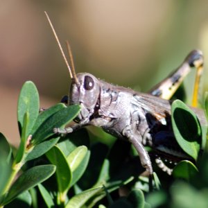 31 Grasshopper | DPReview Forums