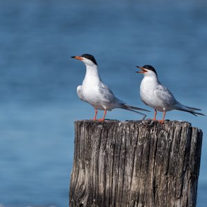 Terns | DPReview Forums
