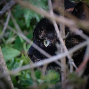 The Eye of The Hunter | DPReview Forums