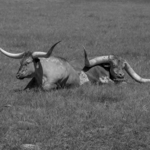 longhorns | DPReview Forums