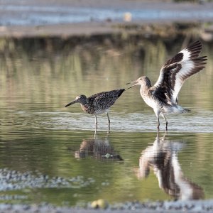 willet | DPReview Forums