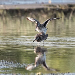 willet | DPReview Forums