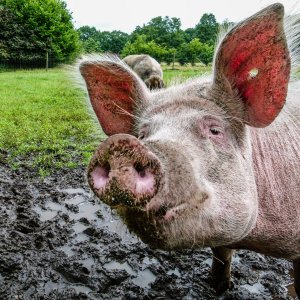 witzig | DPReview Forums