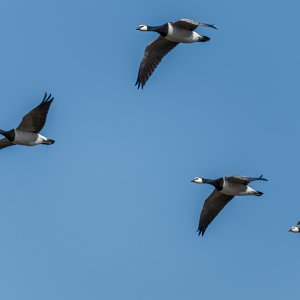 Duchs (1 of 1) | DPReview Forums