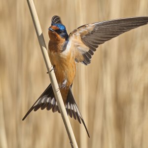 bear-river | DPReview Forums