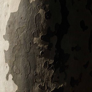 The dark side of... the tree | DPReview Forums