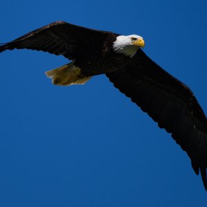 Eagle 1 | DPReview Forums