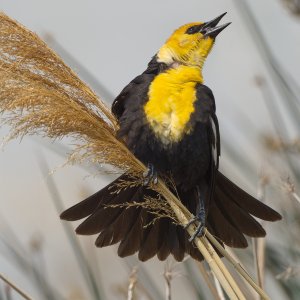 bear-river | DPReview Forums