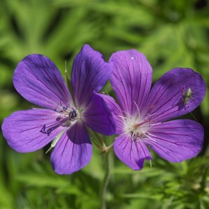 A68-00991-1 | DPReview Forums