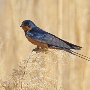 bear-river | DPReview Forums