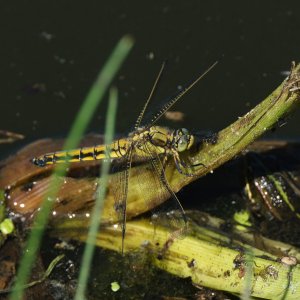 A68-00991-1 | DPReview Forums