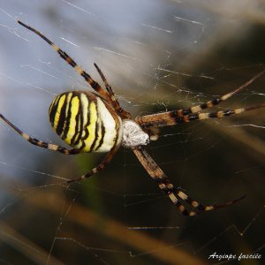 A68-00991-1 | DPReview Forums