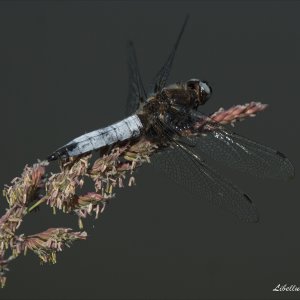 A68-00991-1 | DPReview Forums