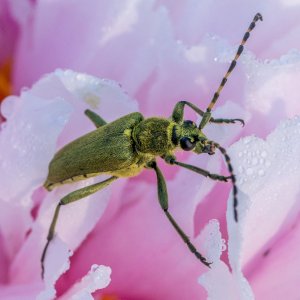 longhorn-beetle | DPReview Forums