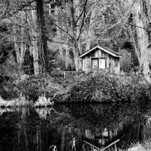 Orcas Black and White | DPReview Forums