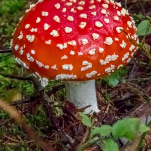 amanita-muscaria | DPReview Forums