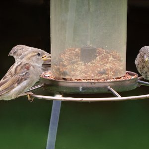 s570-300b | DPReview Forums